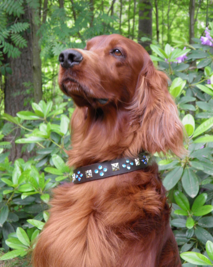 Nahkavarusteet koirille - Sarania.net